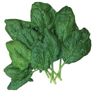 burpee bloomsdale spinach seeds 1100 seeds