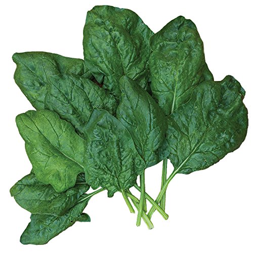 Burpee Bloomsdale Spinach Seeds 1100 seeds