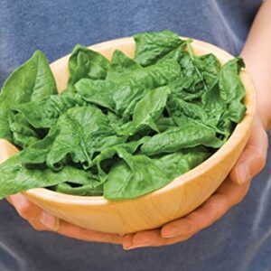 Burpee Bloomsdale Spinach Seeds 1100 seeds