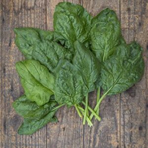 Burpee Bloomsdale Spinach Seeds 1100 seeds