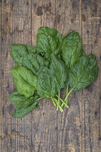 Burpee Bloomsdale Spinach Seeds 1100 seeds