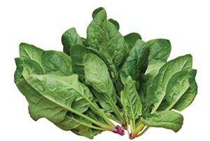 burpee space hybrid spinach seeds 300 seeds