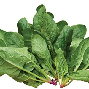 Burpee Space Hybrid Spinach Seeds 300 seeds