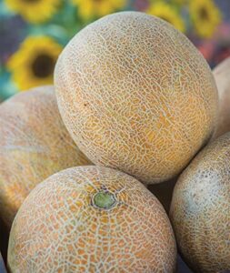 burpee ambrosia cantaloupe melon seeds 30 seeds