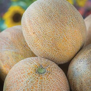 Burpee Ambrosia Cantaloupe Melon Seeds 30 seeds