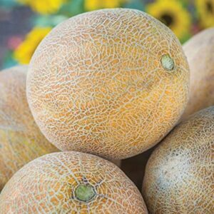 Burpee Ambrosia Cantaloupe Melon Seeds 30 seeds