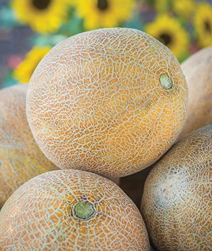 Burpee Ambrosia Cantaloupe Melon Seeds 30 seeds