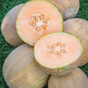 Burpee Ambrosia Cantaloupe Melon Seeds 30 seeds