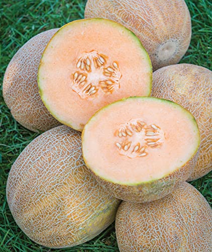 Burpee Ambrosia Cantaloupe Melon Seeds 30 seeds