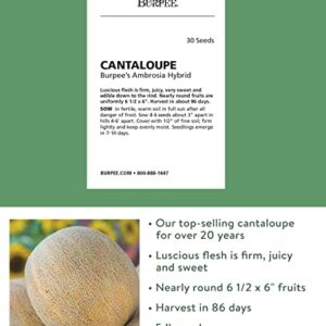 Burpee Ambrosia Cantaloupe Melon Seeds 30 seeds