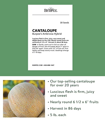 Burpee Ambrosia Cantaloupe Melon Seeds 30 seeds