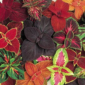 burpee giant leaf mix coleus seeds 20 seeds