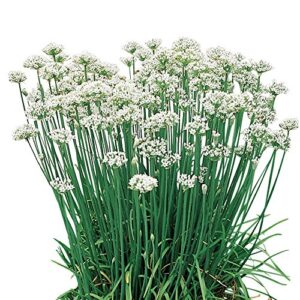 burpee garlic organic chives seeds 300 seeds