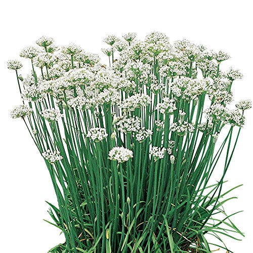 Burpee Garlic Organic Chives Seeds 300 seeds