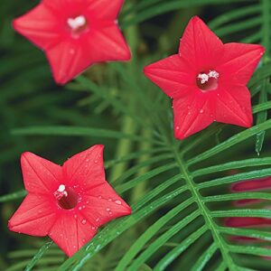 burpee red cypress vine seeds 75 seeds