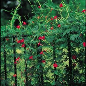 Burpee Red Cypress Vine Seeds 75 seeds