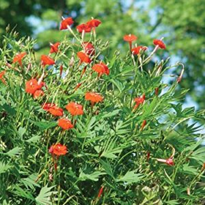 Burpee Red Cypress Vine Seeds 75 seeds