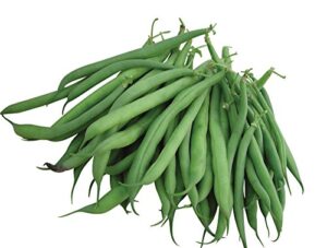 burpee stringless green pod bush bean seeds 4 ounces of seed