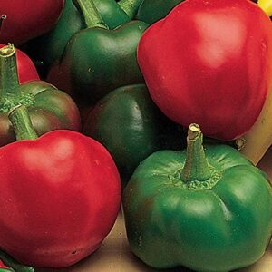 burpee large cherry hot pepper seeds 150 seeds