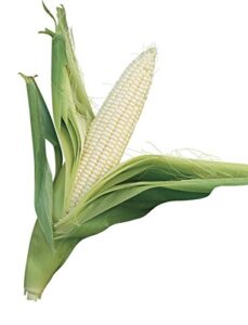 burpee silver queen sweet corn seeds 200 seeds