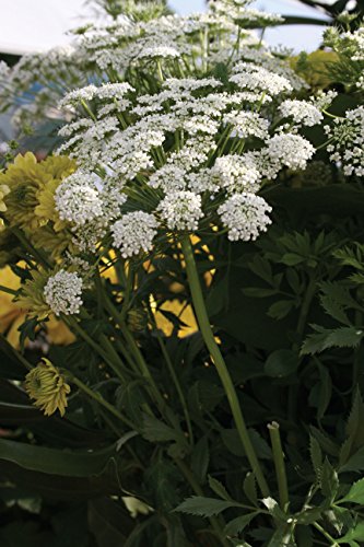 Burpee Queen Anne's Lace Ammi Majus Seeds 500 seeds