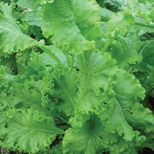 burpee southern giant curled mustard seeds 500 seeds