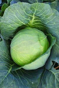 burpee brunswick cabbage seeds 260 seeds