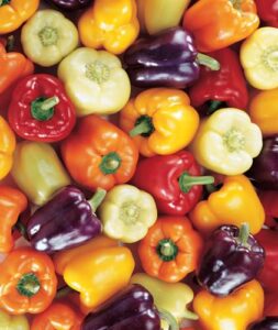 burpee carnival mix sweet pepper seeds 100 seeds