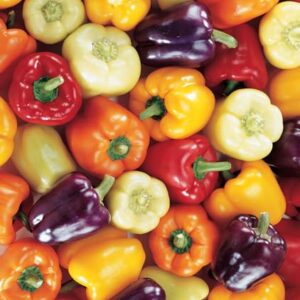 Burpee Carnival Mix Sweet Pepper Seeds 100 seeds