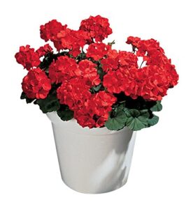 burpee big red geranium seeds 10 seeds