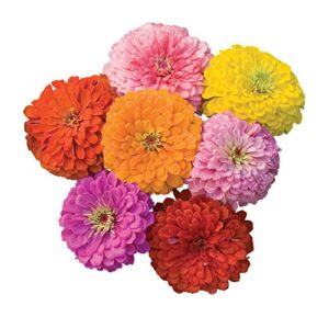 burpee giant flowered mixed colors zinnia seeds 150 seeds