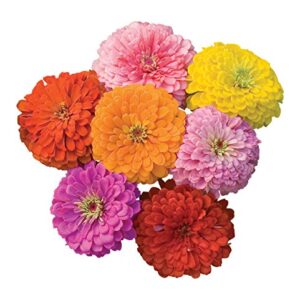 Burpee Giant Flowered Mixed Colors Zinnia Seeds 150 seeds