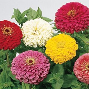 Burpee Giant Flowered Mixed Colors Zinnia Seeds 150 seeds