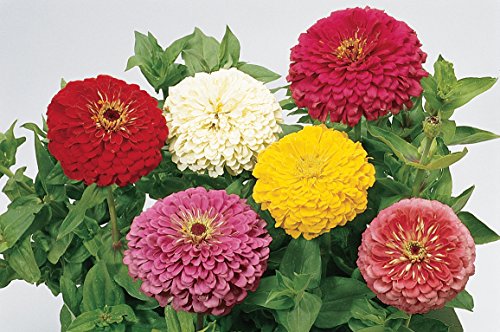 Burpee Giant Flowered Mixed Colors Zinnia Seeds 150 seeds