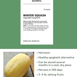 Burpee Vegetable Spaghetti Winter Squash Seeds 75 seeds