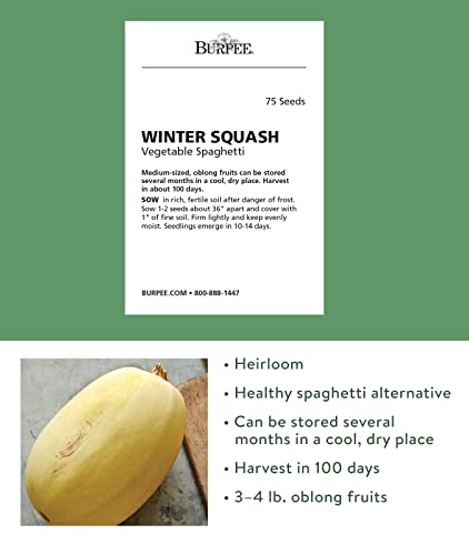 Burpee Vegetable Spaghetti Winter Squash Seeds 75 seeds