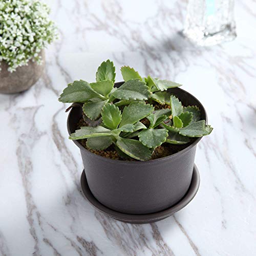 T4U 4.25 Inch Plastic Planter Pots with Saucer Brown Set of 10, Seeding Nursery Planter Pot with Drainage and Tray for Flowers Herbs African Violets Succulents Orchid Cactus Indoor Outdoor