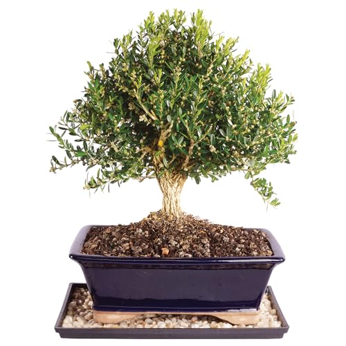 Brussel's Live Harland Boxwood Outdoor Bonsai Tree - 10 Years Old; 10" to 14" Tall with Decorative Container, Humidity Tray & Deco Rock