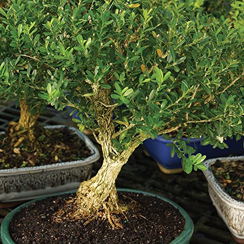 Brussel's Live Harland Boxwood Outdoor Bonsai Tree - 10 Years Old; 10" to 14" Tall with Decorative Container, Humidity Tray & Deco Rock