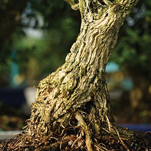 Brussel's Live Harland Boxwood Outdoor Bonsai Tree - 10 Years Old; 10" to 14" Tall with Decorative Container, Humidity Tray & Deco Rock