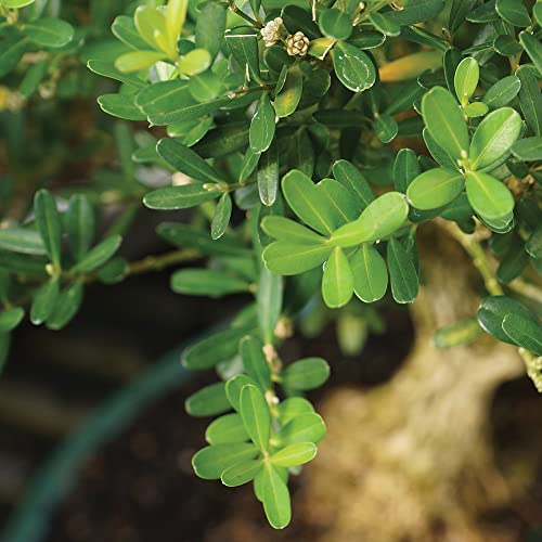 Brussel's Live Harland Boxwood Outdoor Bonsai Tree - 10 Years Old; 10" to 14" Tall with Decorative Container, Humidity Tray & Deco Rock