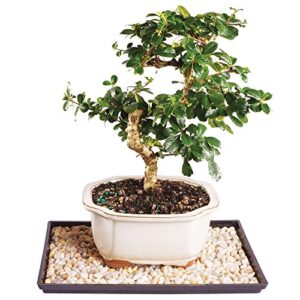 brussel's live fukien tea indoor bonsai tree - 7 years old; 8" to 12" tall with decorative container, humidity tray & deco rock