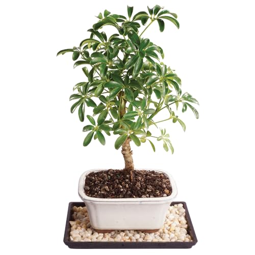 Brussel's Live Dwarf Hawaiian Umbrella Indoor Bonsai Tree - 4 Years Old; 8" to 12" Tall with Decorative Container, Humidity Tray & Deco Rock