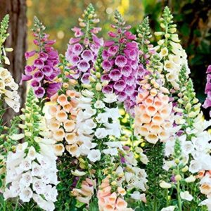 foxglove flower seeds for planting, 5500+ heirloom flower seeds per packet, (isla's garden seeds), non gmo seeds, scientific name: digitalis