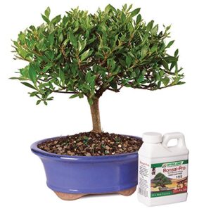 brussel's live gardenia outdoor bonsai tree - 5 years old; 8" to 10" tall with decorative container & bonsai pro fertilizer