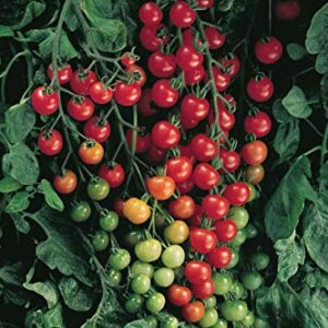 Super Sweet 100 Hybrid Tomato - Amazingly Sweet Long pendulous Clusters(25 - Seeds)