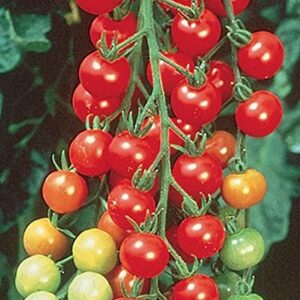 Super Sweet 100 Hybrid Tomato - Amazingly Sweet Long pendulous Clusters(25 - Seeds)