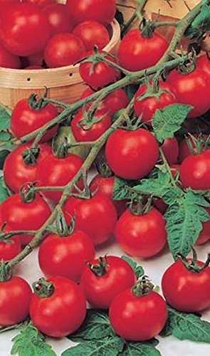 Super Sweet 100 Hybrid Tomato - Amazingly Sweet Long pendulous Clusters(25 - Seeds)