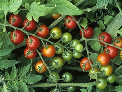 Super Sweet 100 Hybrid Tomato - Amazingly Sweet Long pendulous Clusters(25 - Seeds)