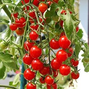 Super Sweet 100 Hybrid Tomato - Amazingly Sweet Long pendulous Clusters(25 - Seeds)